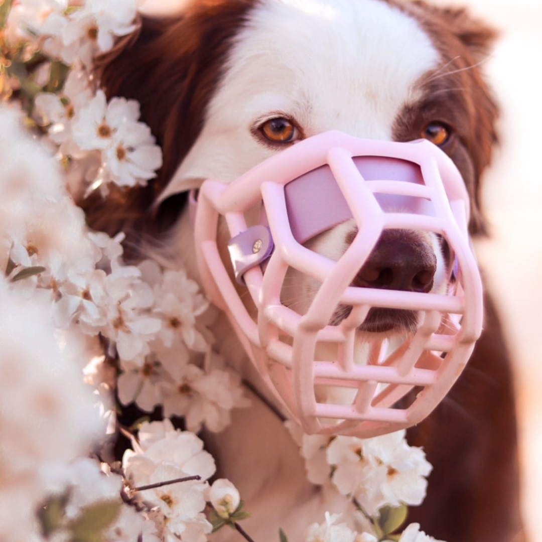 Size Tolly Dog Muzzle - Made to order muzzle with colour customisation ...