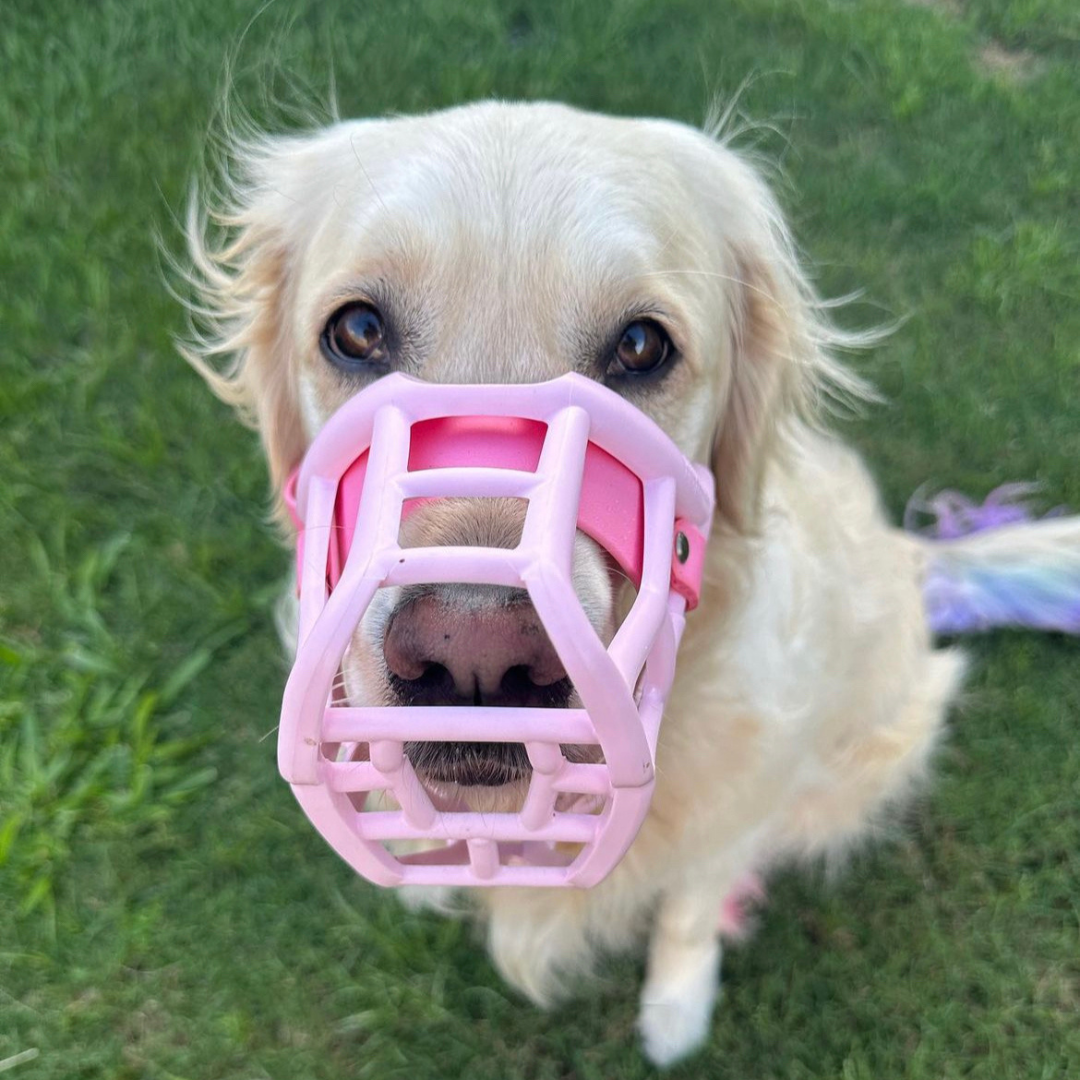 Size Tolly Dog Muzzle - Made to order muzzle with colour customisation ...