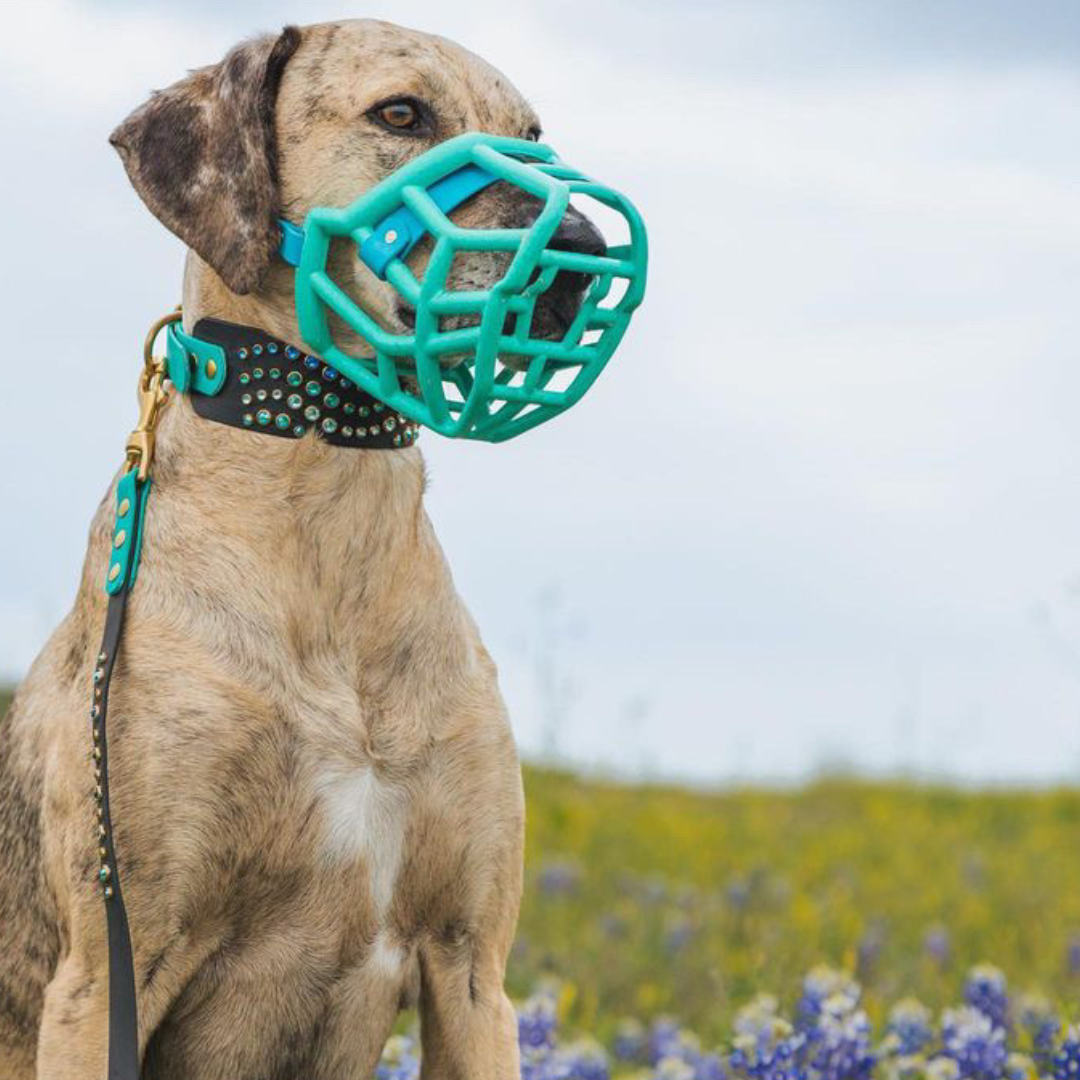 Size Tolly - Made to order muzzle with colour customisation– The Muzzle ...