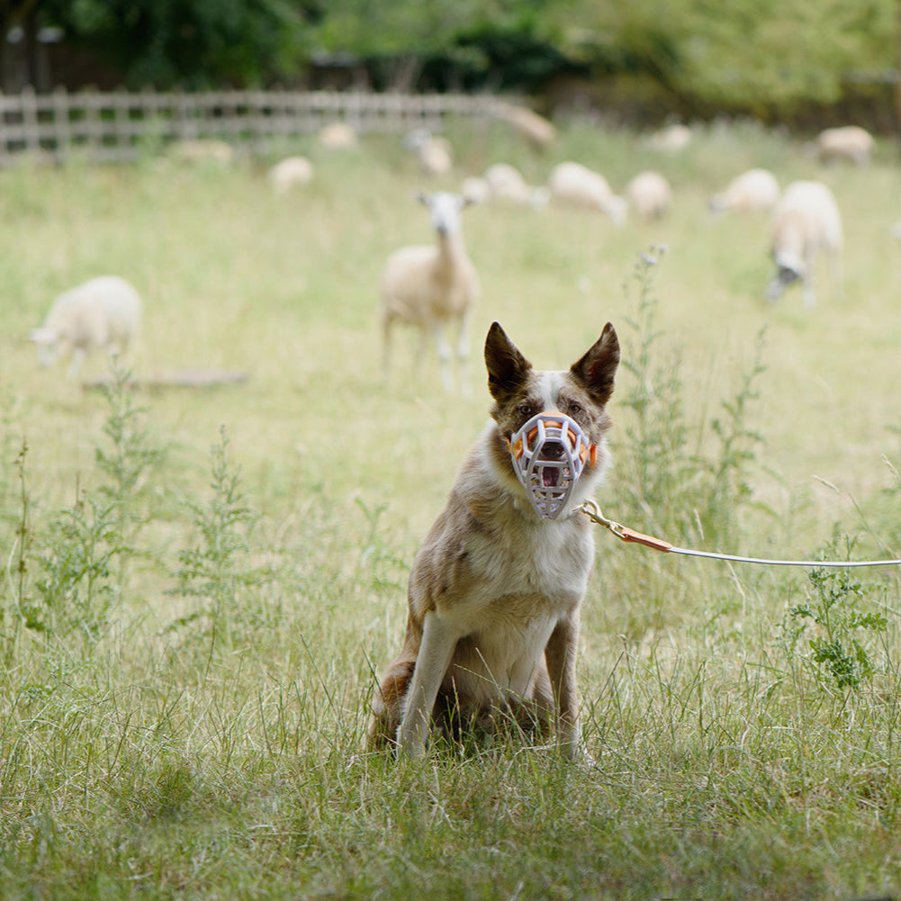 Size Neli Dog Muzzle - Made to order muzzle with colour customisation ...