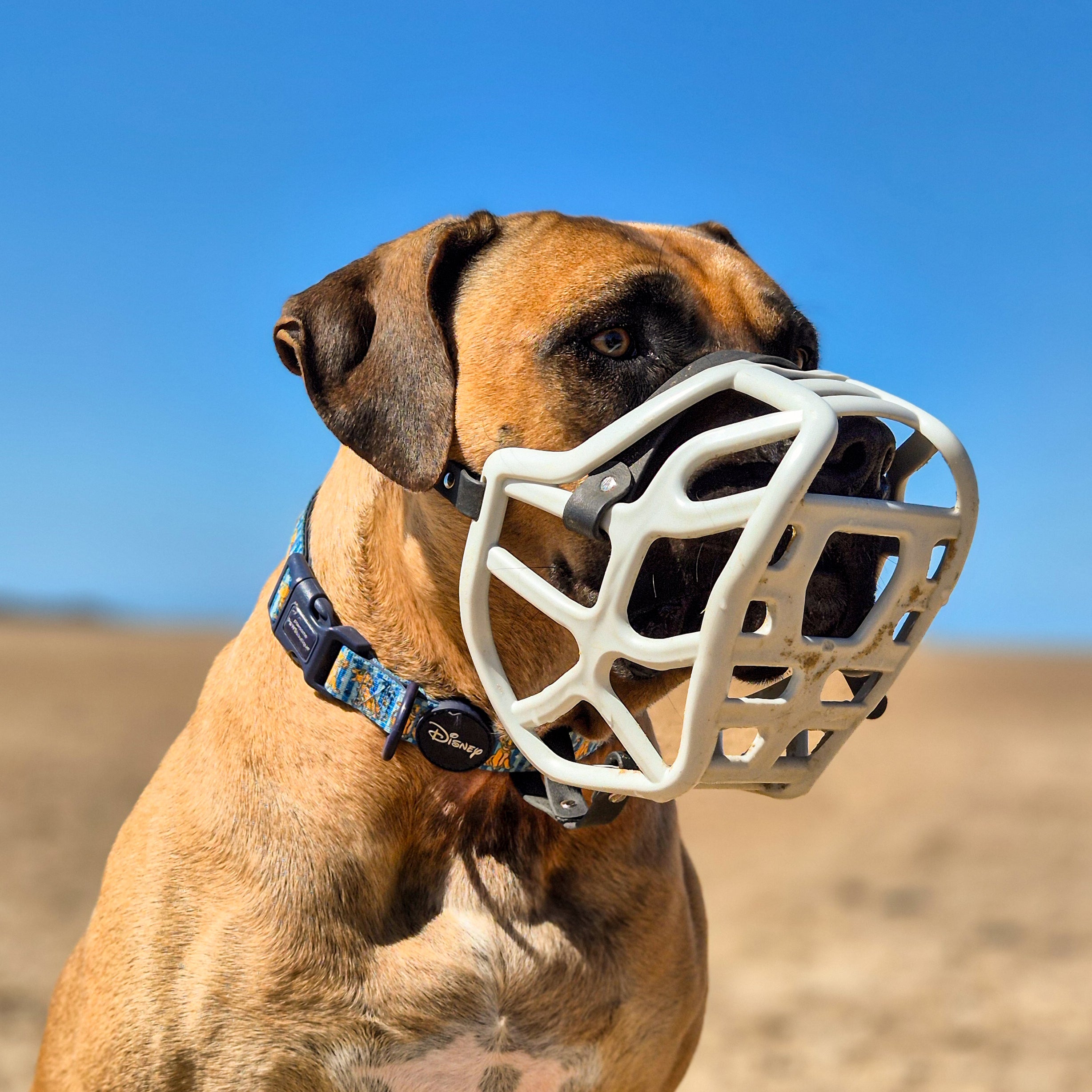 Size Harry 2.0 Dog Muzzle - Made to order muzzle with colour customisa ...