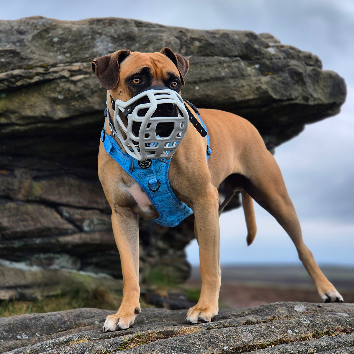Size Harry 2.0 Dog Muzzle - Made to order muzzle with colour customisa ...