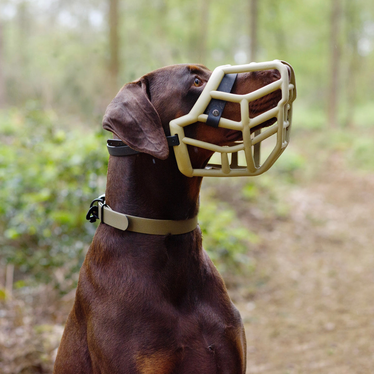 Size Sunny Dog Muzzle- Made to order muzzle with colour customisation ...