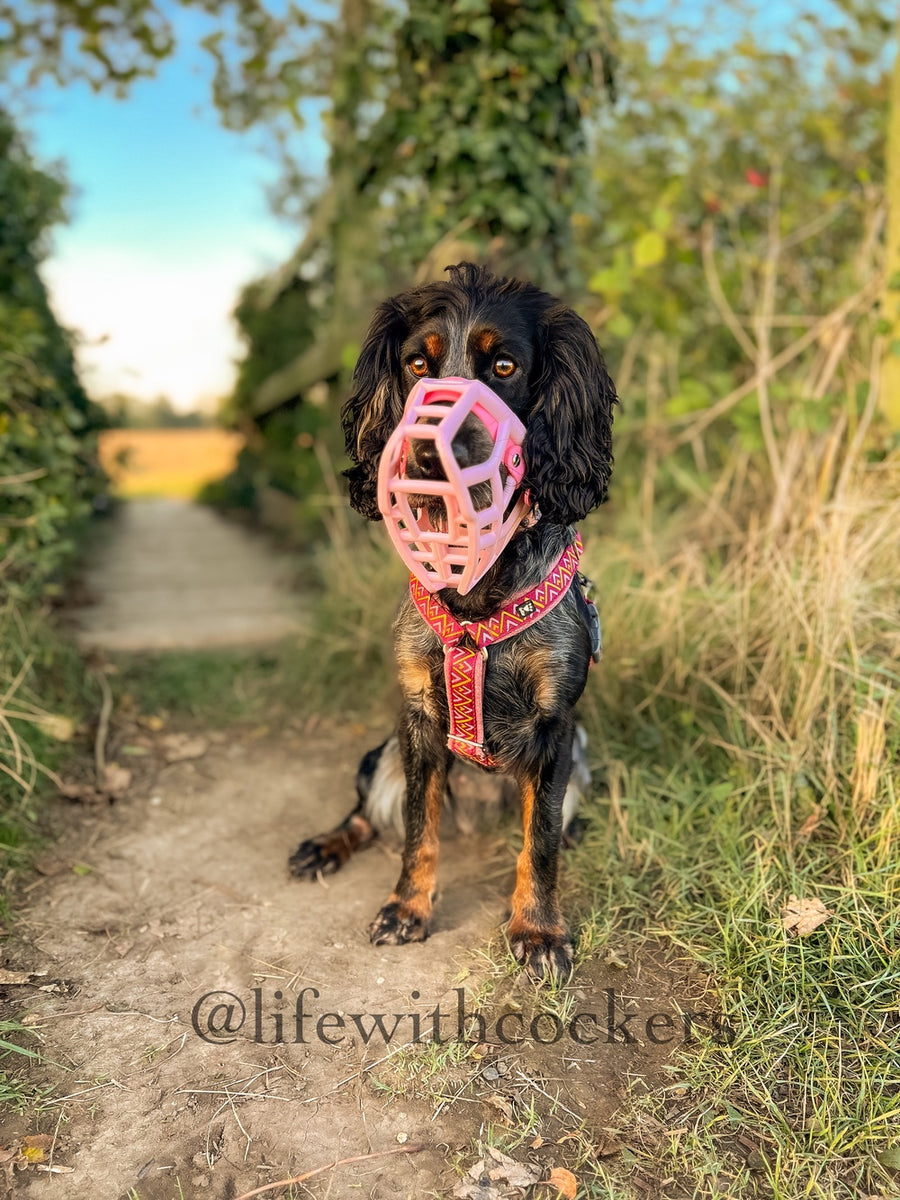 Size Rex– The Muzzle Movement